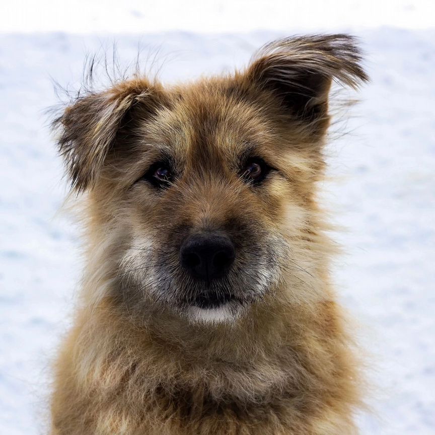 Собака в добрые руки