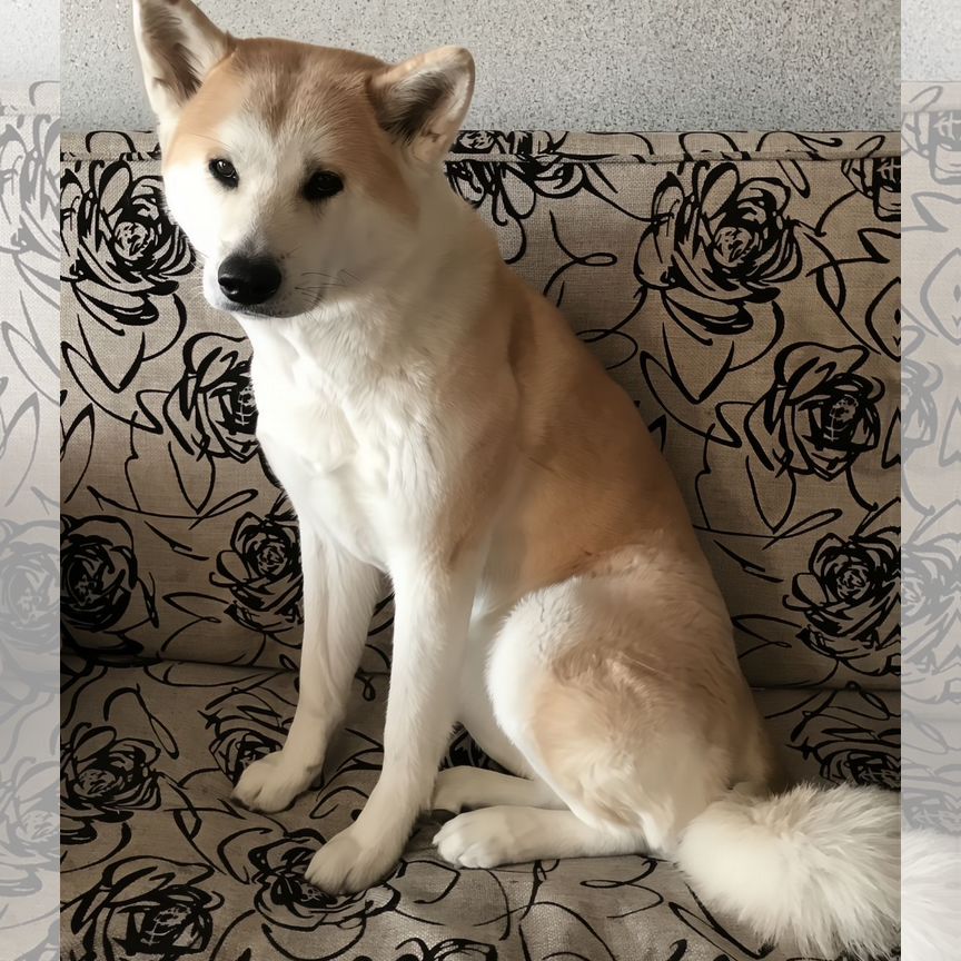 Акита-ину, взрослая собака