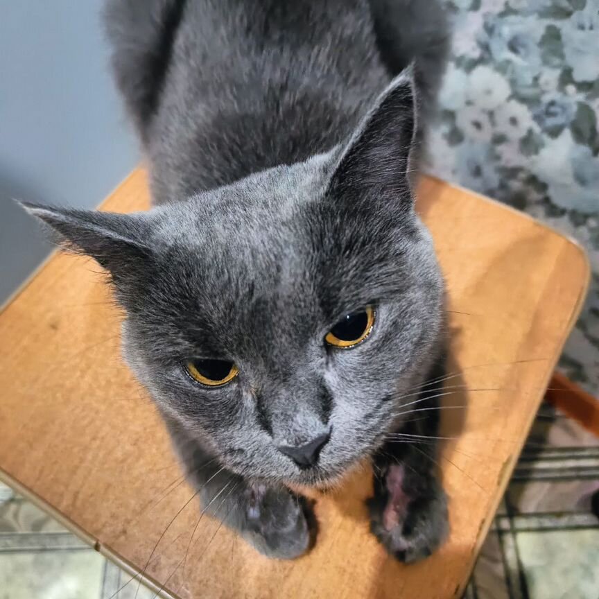 Кошка