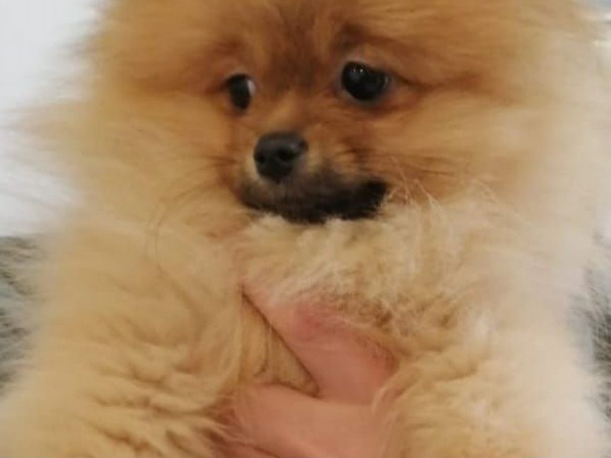 Померанский шпиц