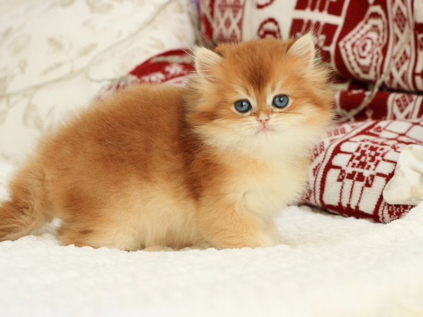 Британские котята
