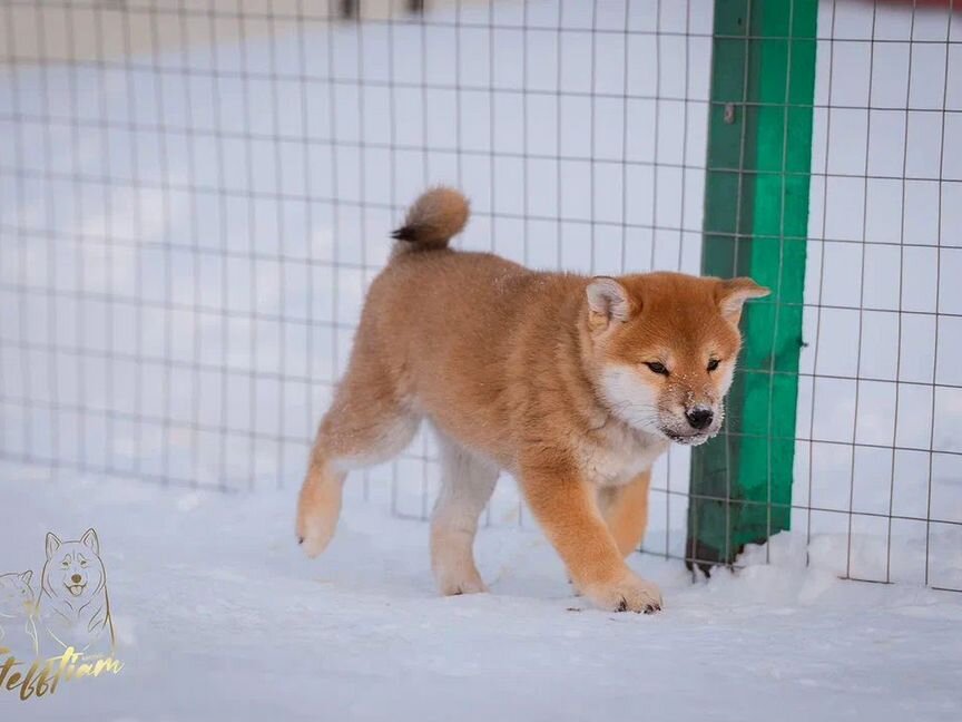 Щенки сиба ину