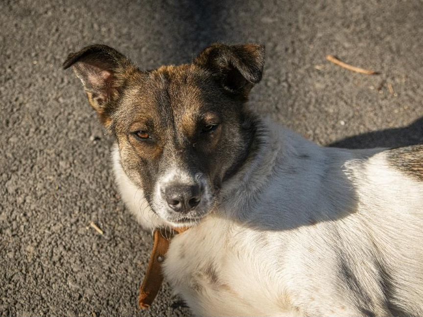 Бимка - собака компаньон, знает команды, вес 20кг