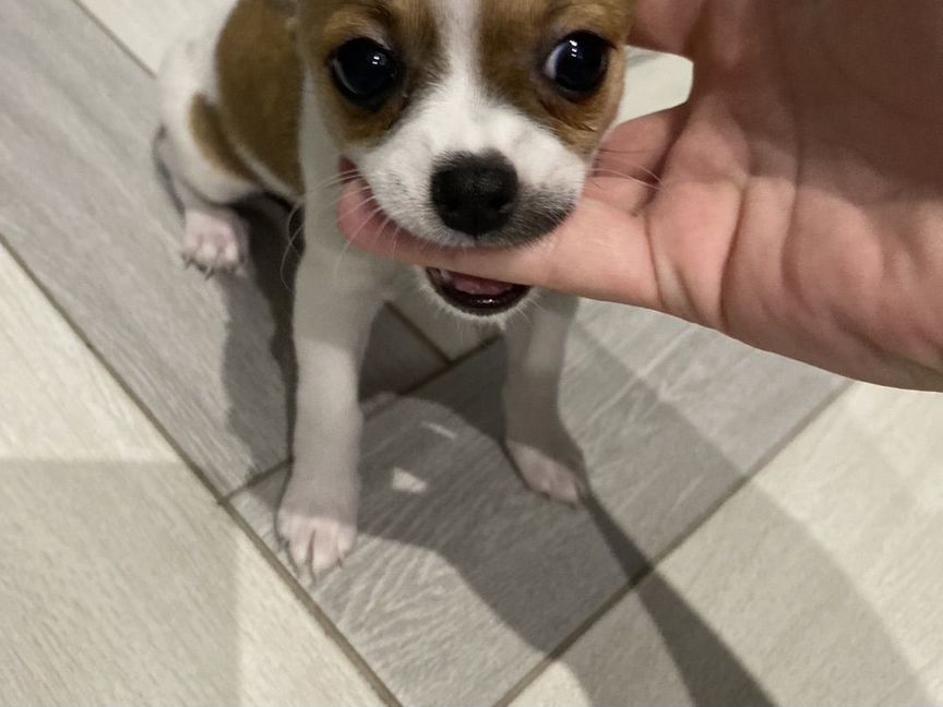 Щенки чихуахуа