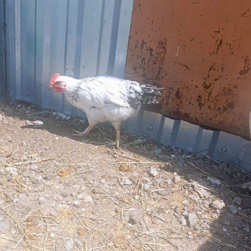 Молодые петухи