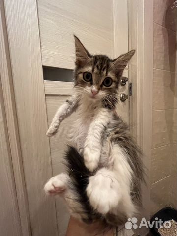 Котята пушистики