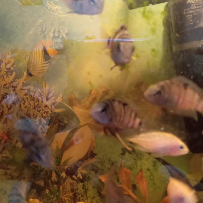 Рыбки цихлиды