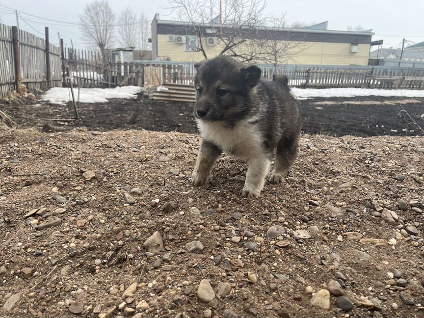 Сибирская лайка