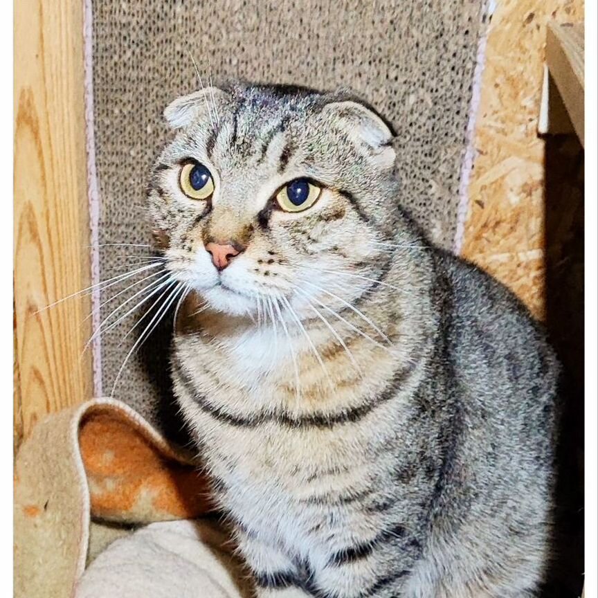 Шикарный Лео