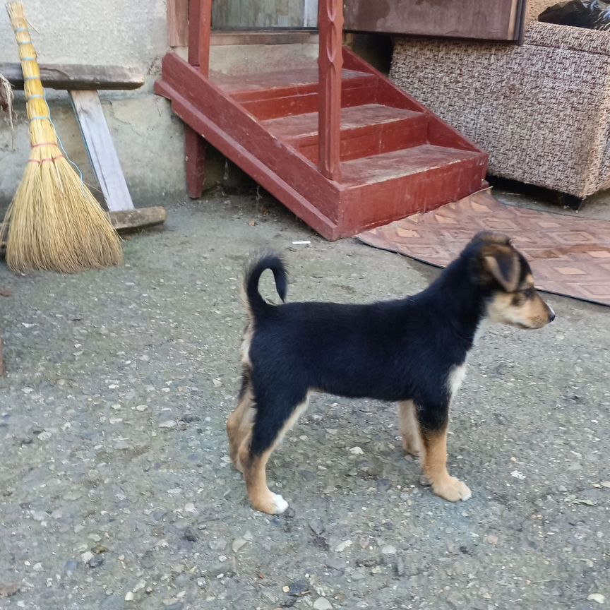 Отдам в добрые руки, щеночка девочку