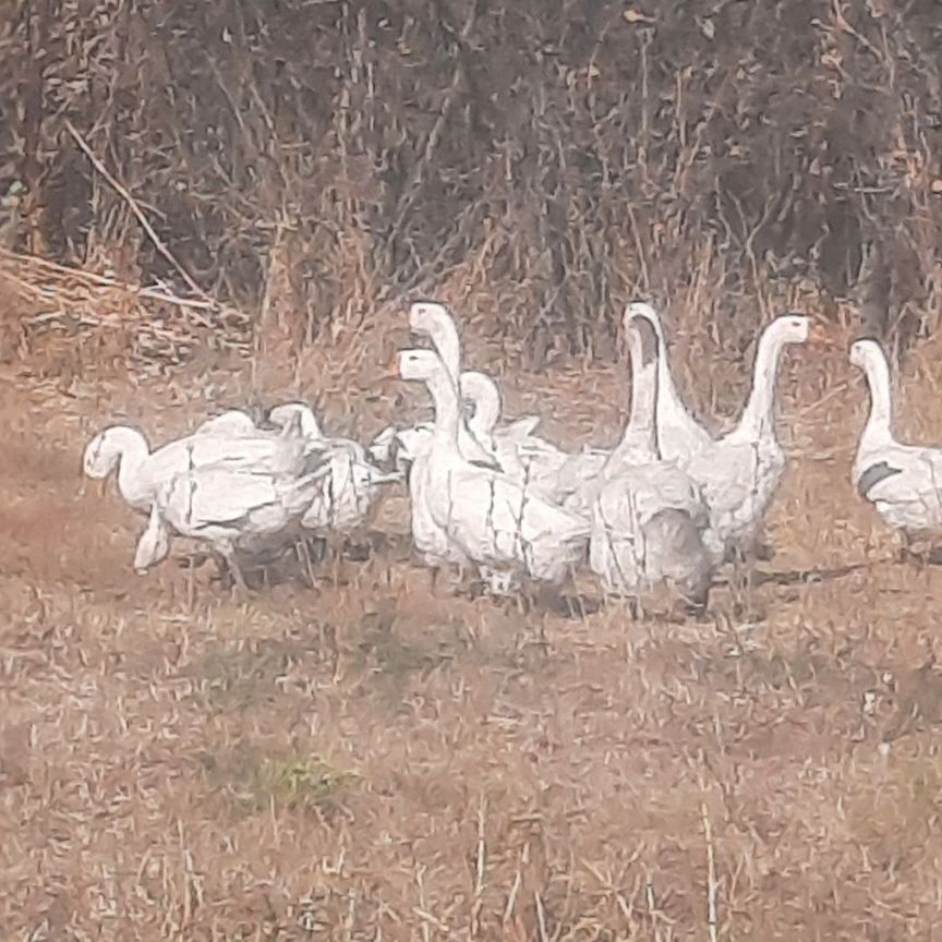 Гуси молодняк