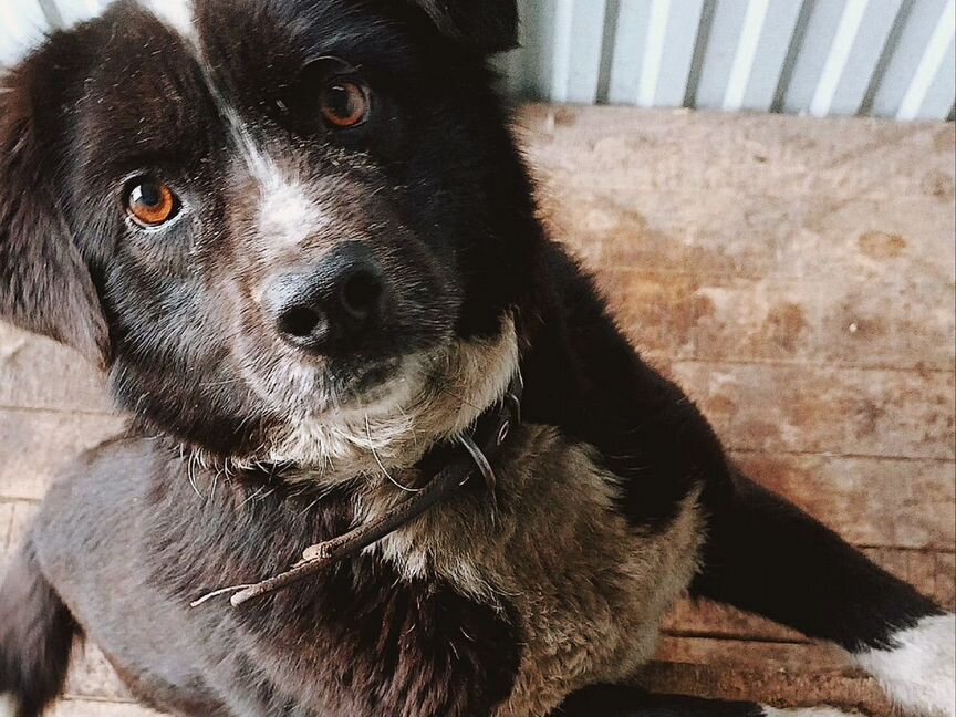 Плюша очень ищет дом