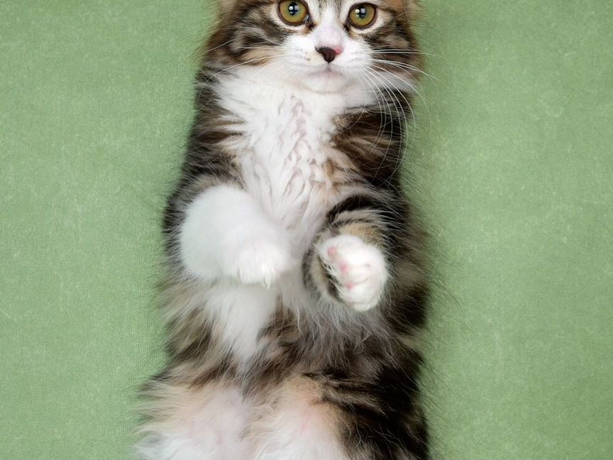 Котята курильский бобтейл
