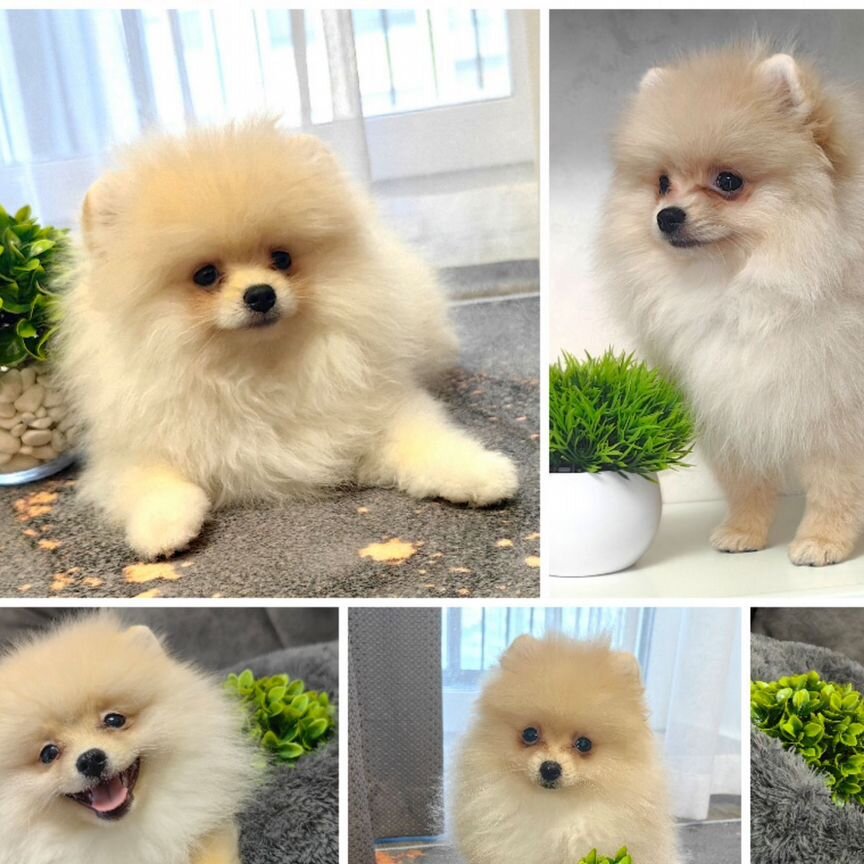 Померанский шпиц, щенок