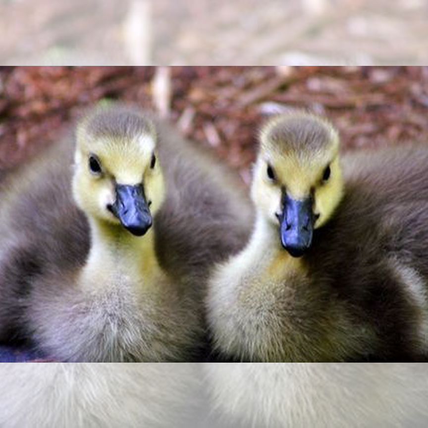 Гусята Утята цыплята