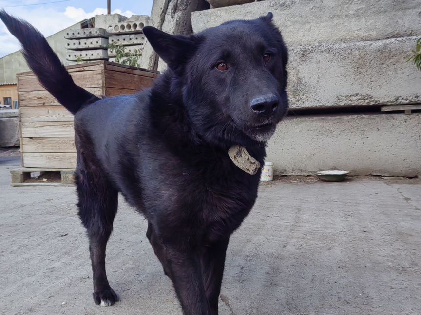 Уголек, отдам бесплатно