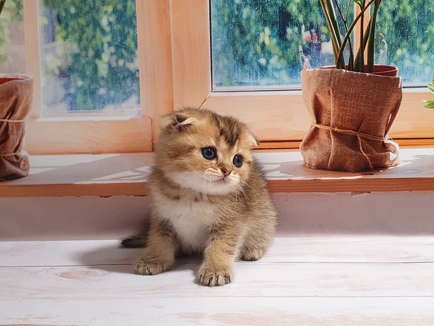 Котята шотландские золотые шиншиллы