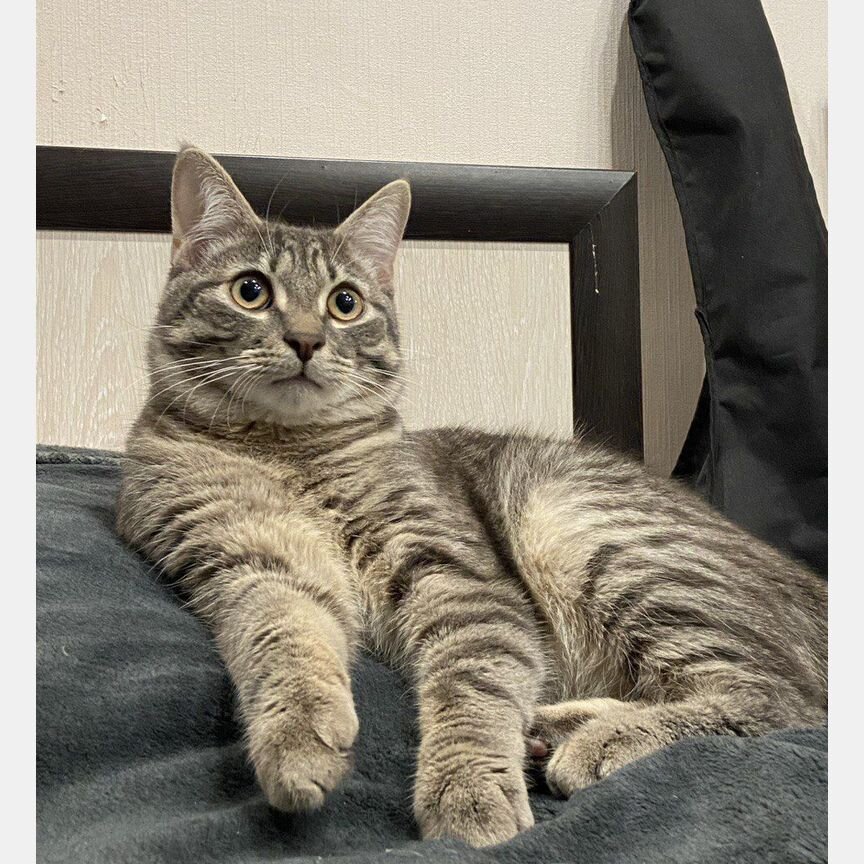 Кот в добрые руки
