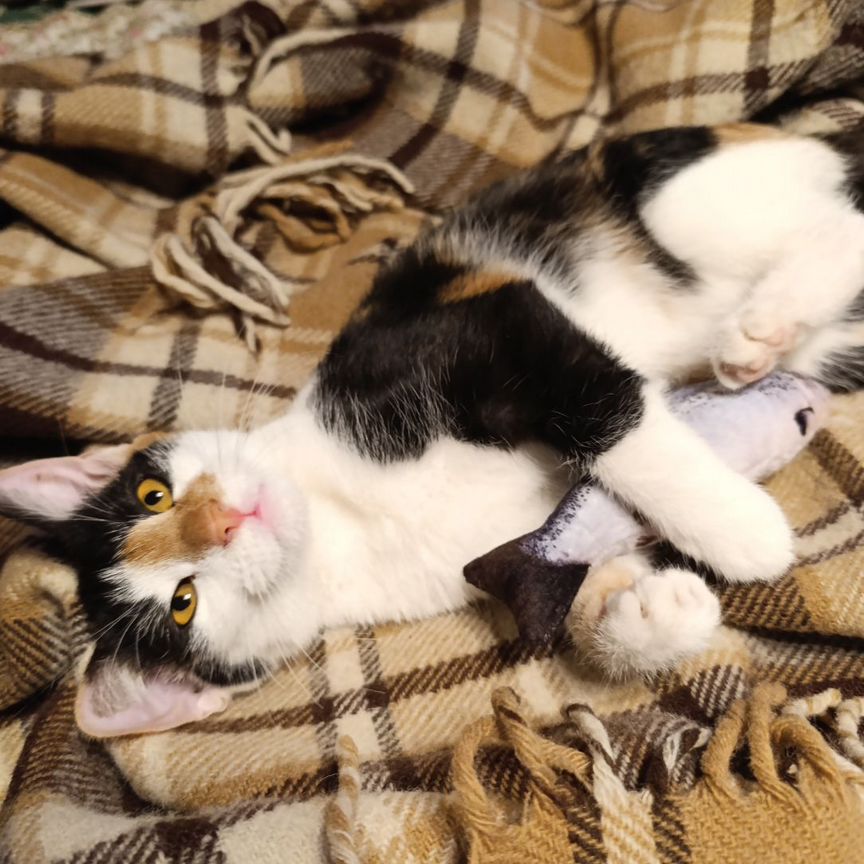 Кошечка 5 мес
