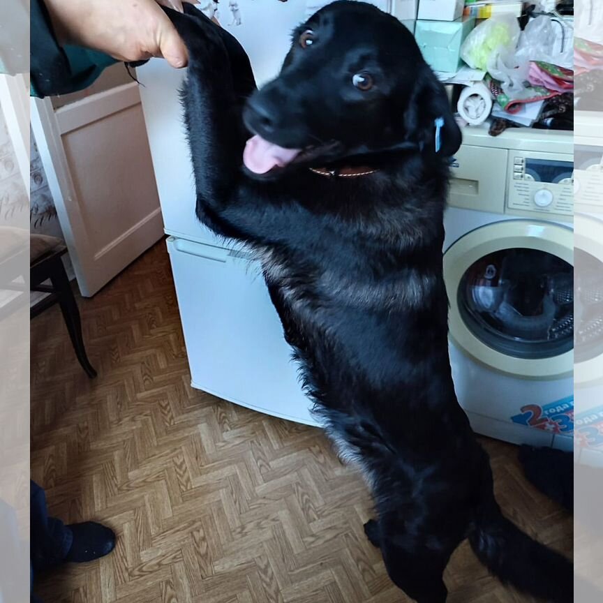 Прямошерстный ретривер, щенок