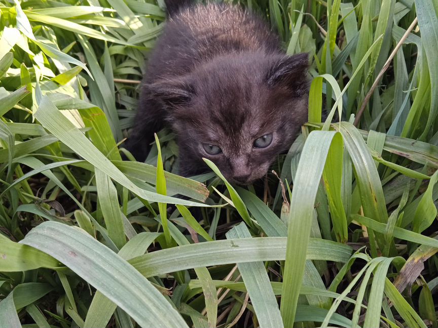 Котëнак Чирныш