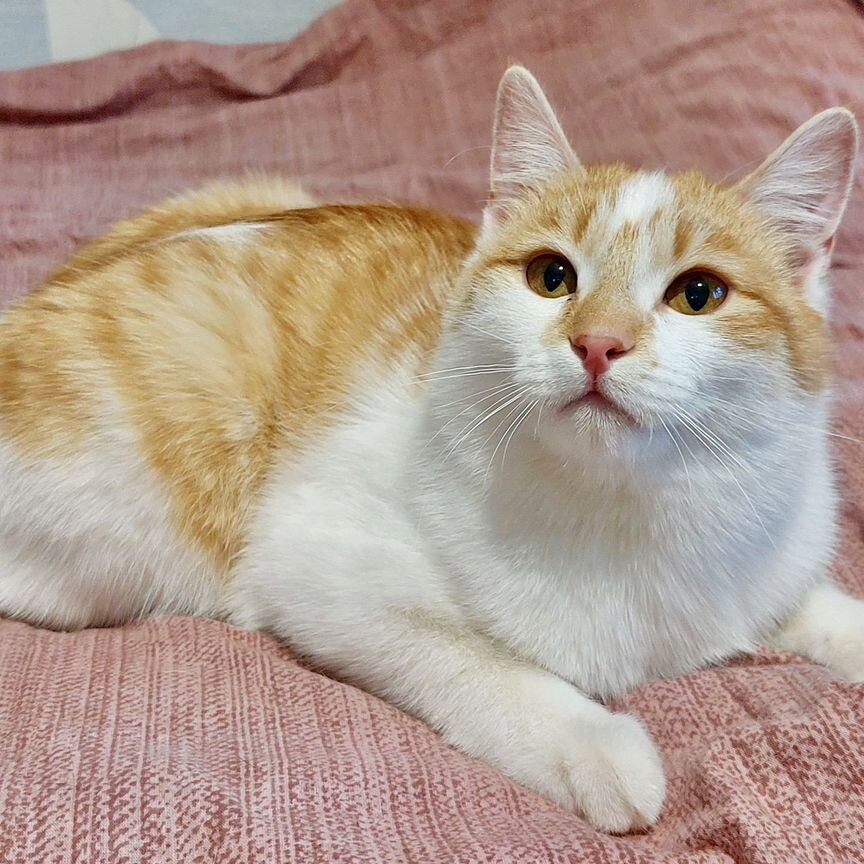 Лапочка котик