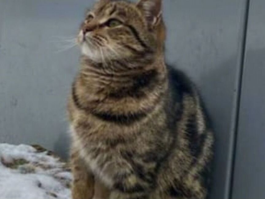 Котёнок девочка Тигруля 10 мес