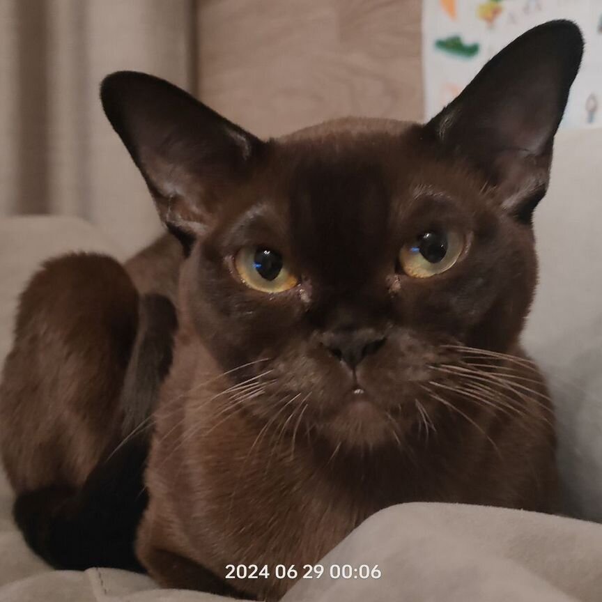 Бурманская кошка