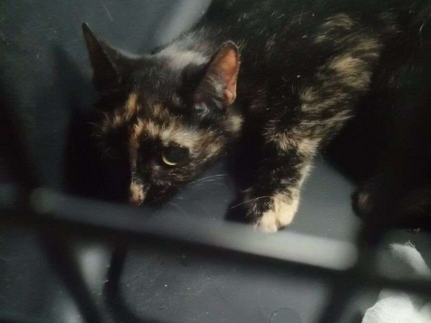 Помогите пожалуйста спасти кошек из концлагеря