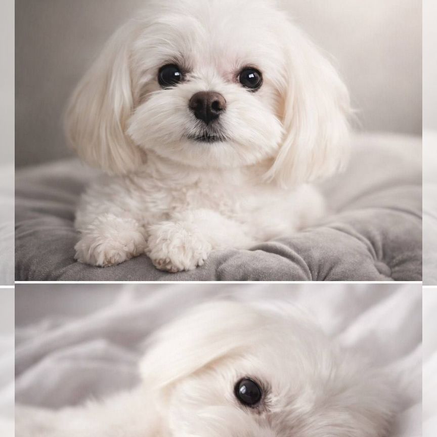 Мальтийская болонка, вязка