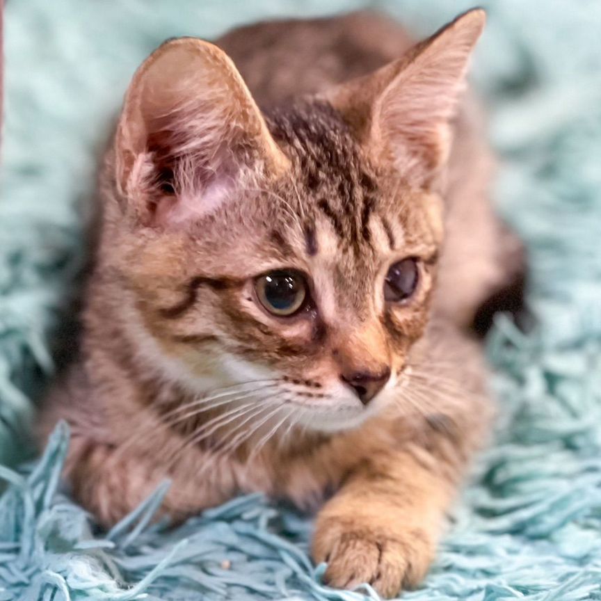 Котенок мальчик бесплатно