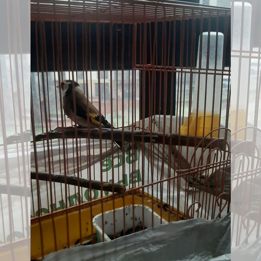 Шегол молодой с клеткой продам