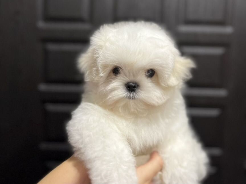 Мальтийская болонка (мальтезе) мальчик