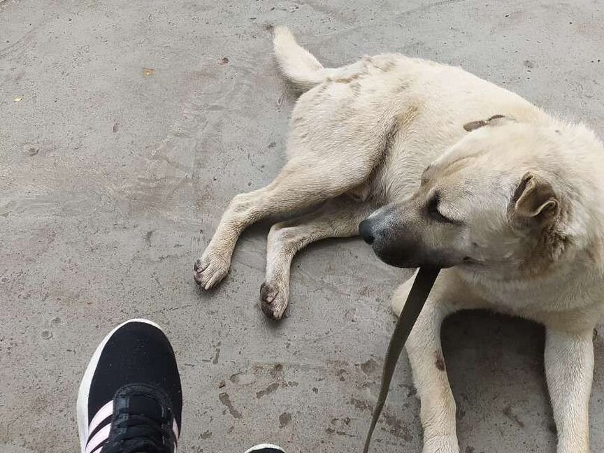 Пес Джек ищет дом