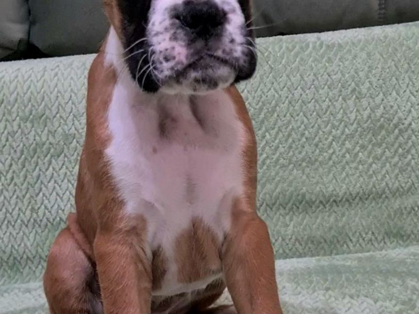 Рыжий в веснушках боксер