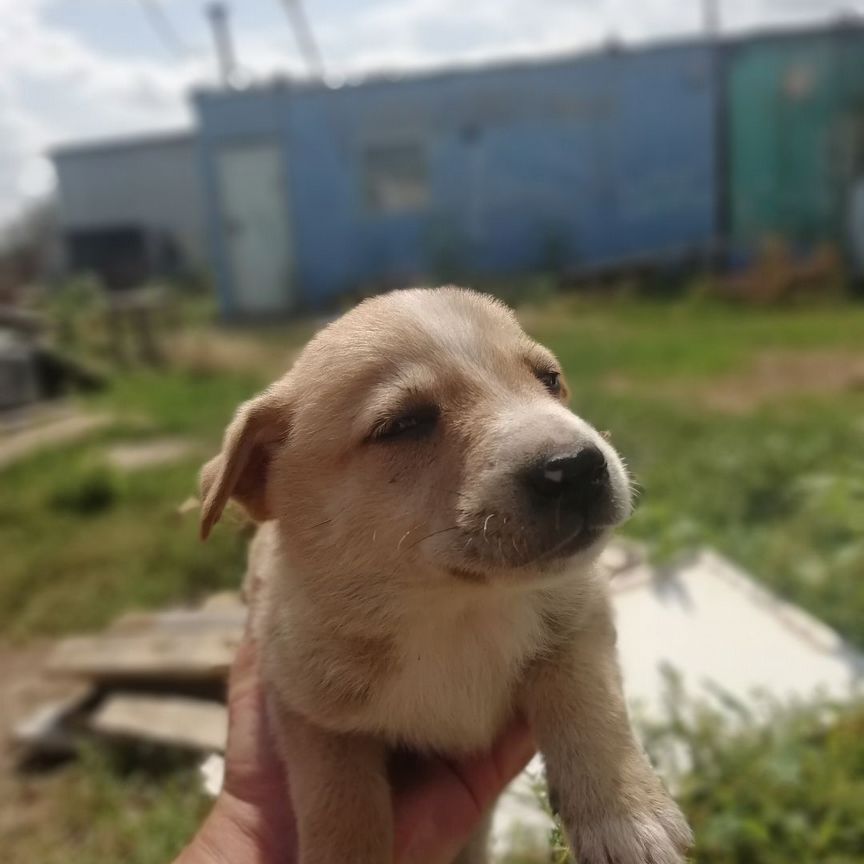 Собака в добрые руки отдам бесплатно