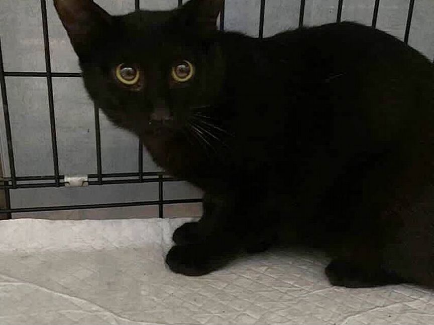 Сутки на поиск дома для Чернушки