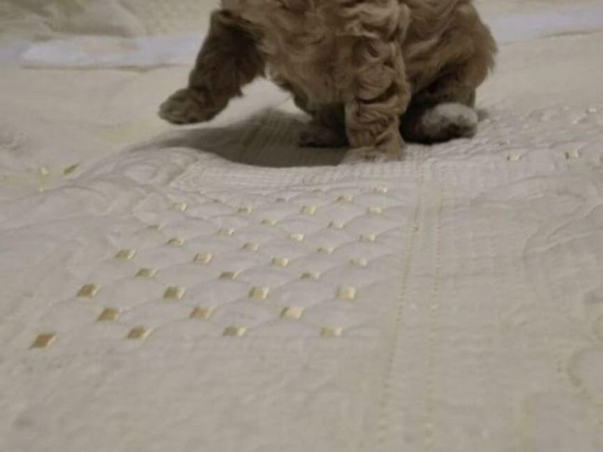 Красотка мальтипу