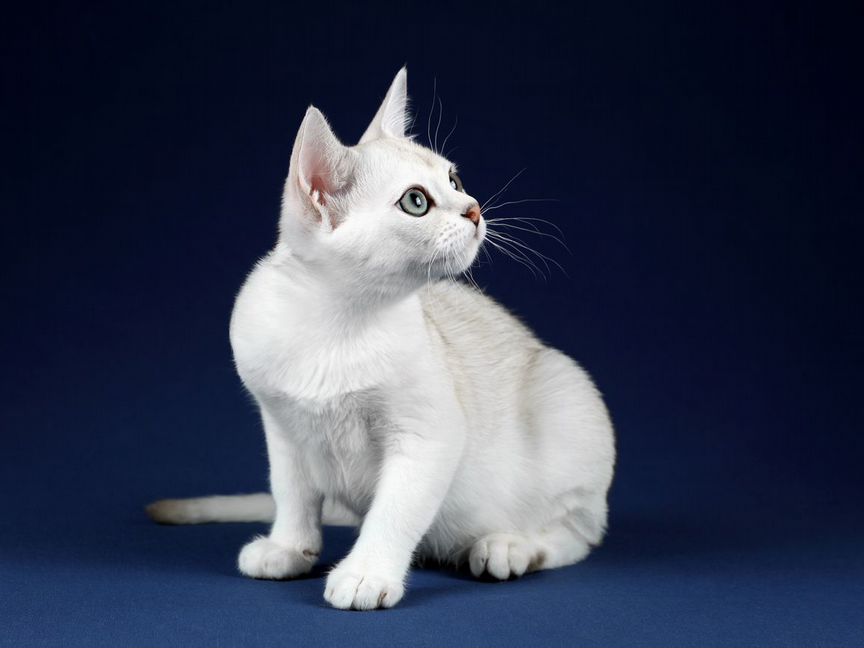 Кошка бурмилла