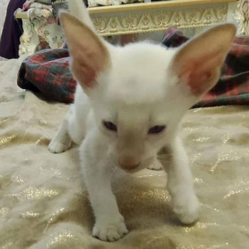 Ориентальный котёнок