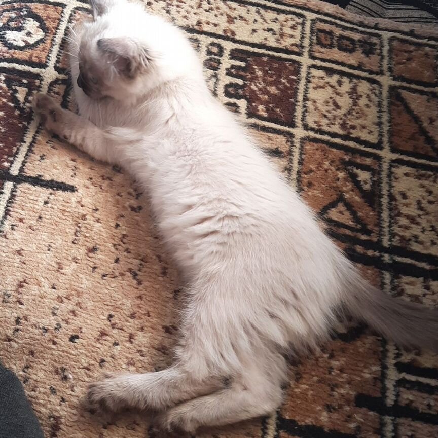 Сиамский котёнок