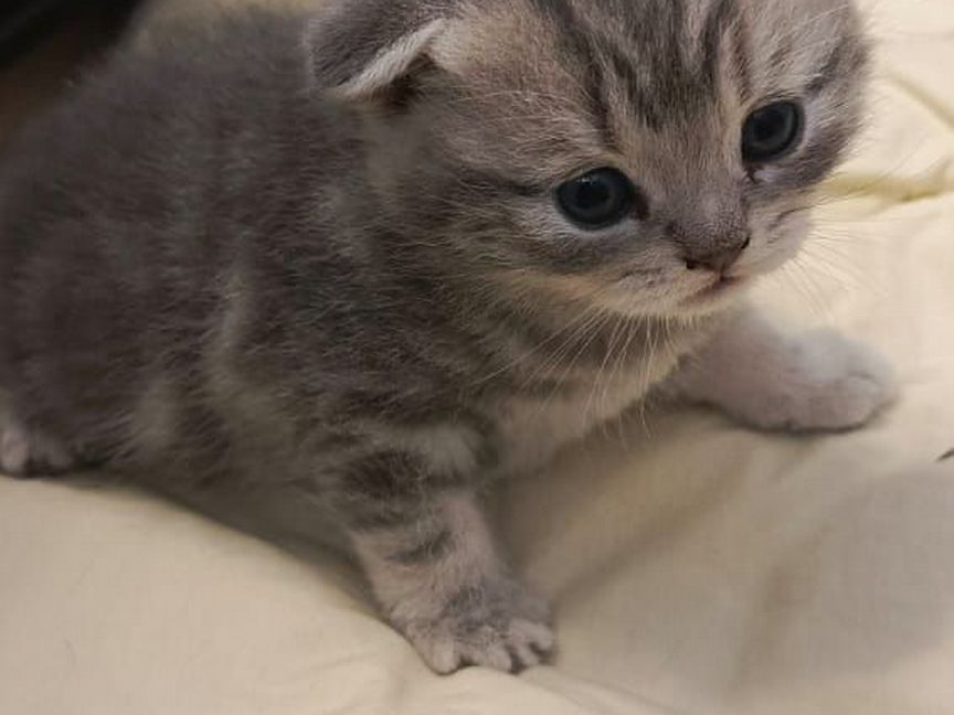 Шотландская вислоухая кошка