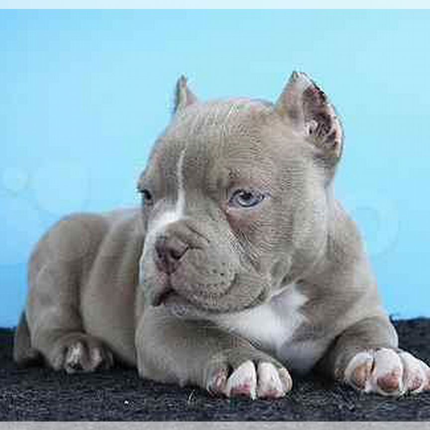 Американский бульдог покет