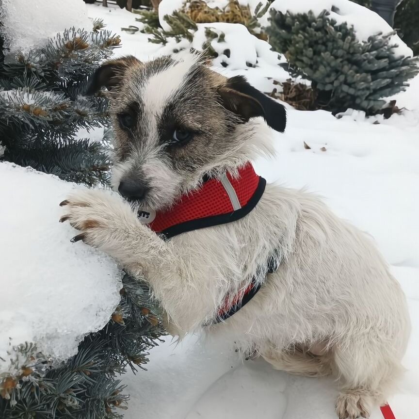 Джек-рассел-терьер, взрослая собака
