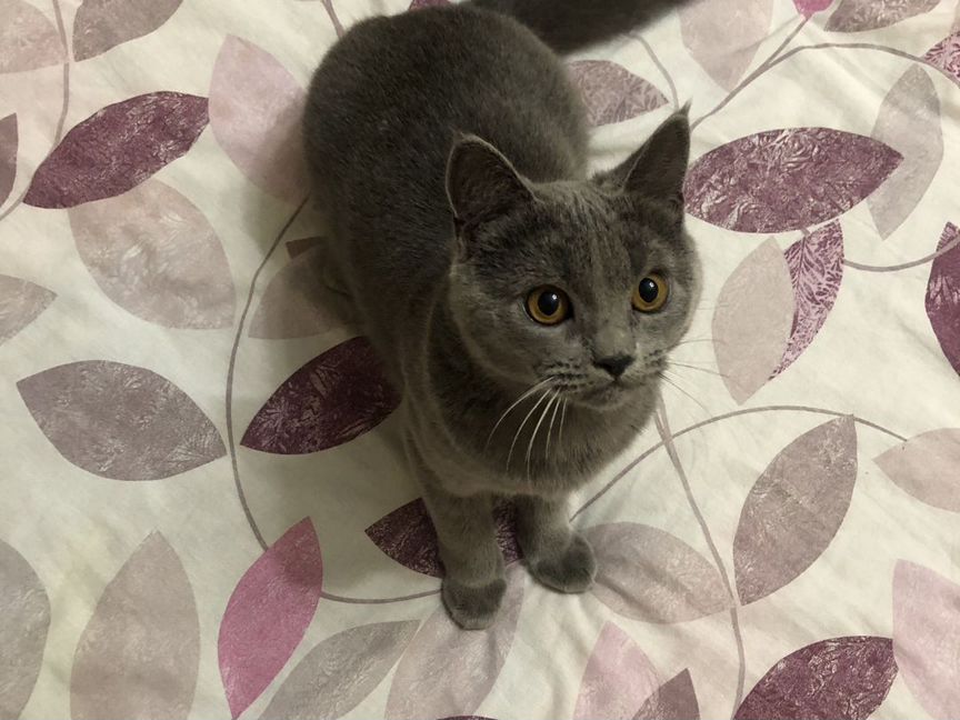 Британский кот вязка