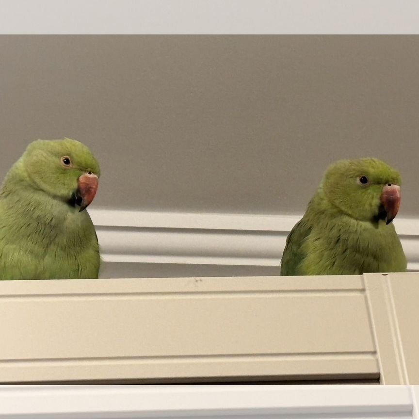 Попугаи ожереловые