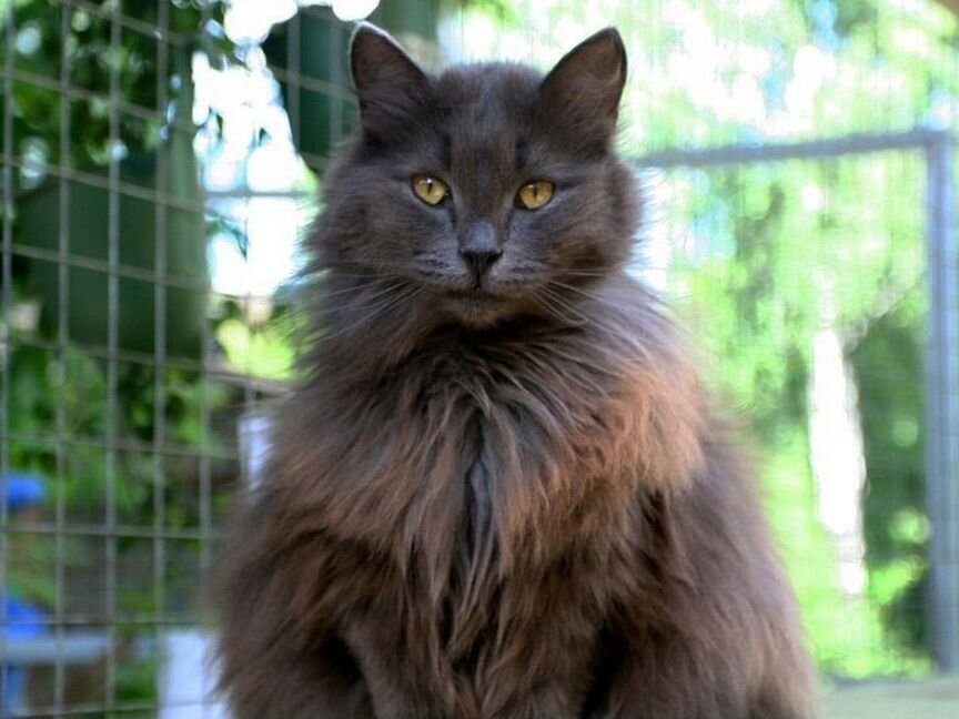 Кошка Марго