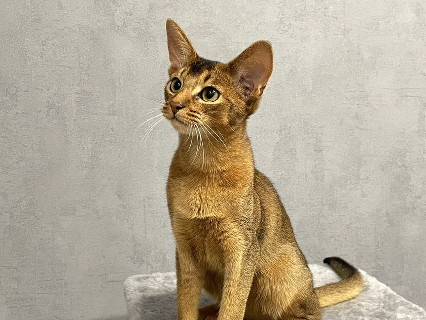 Абиссинский котенок