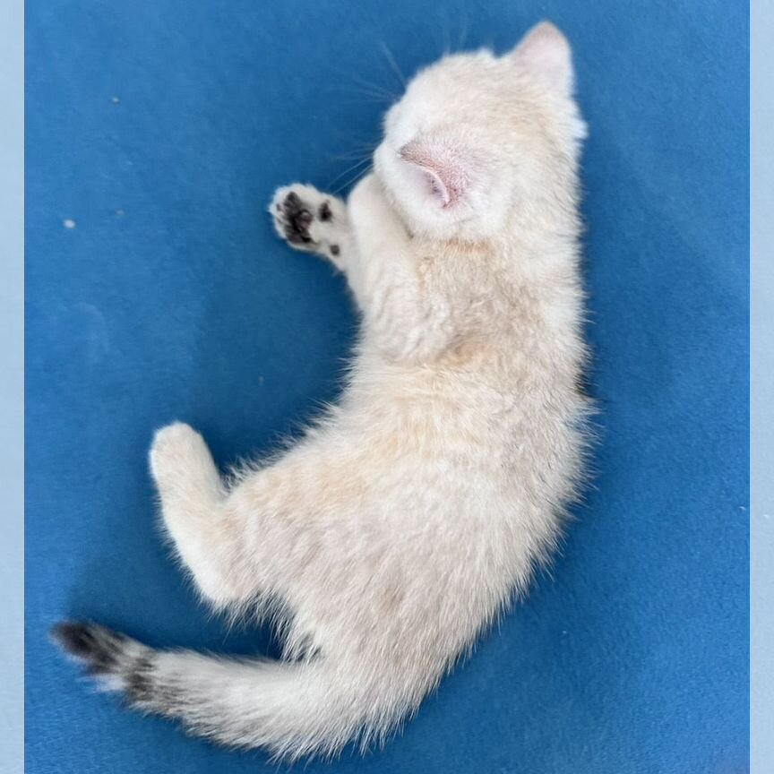 Шотландский прямоухий короткошёрстный котёнок