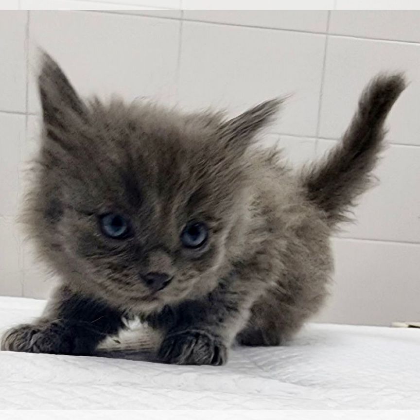 Британский длинношёрстный котёнок